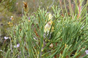 Australian Plants - Proteaceae